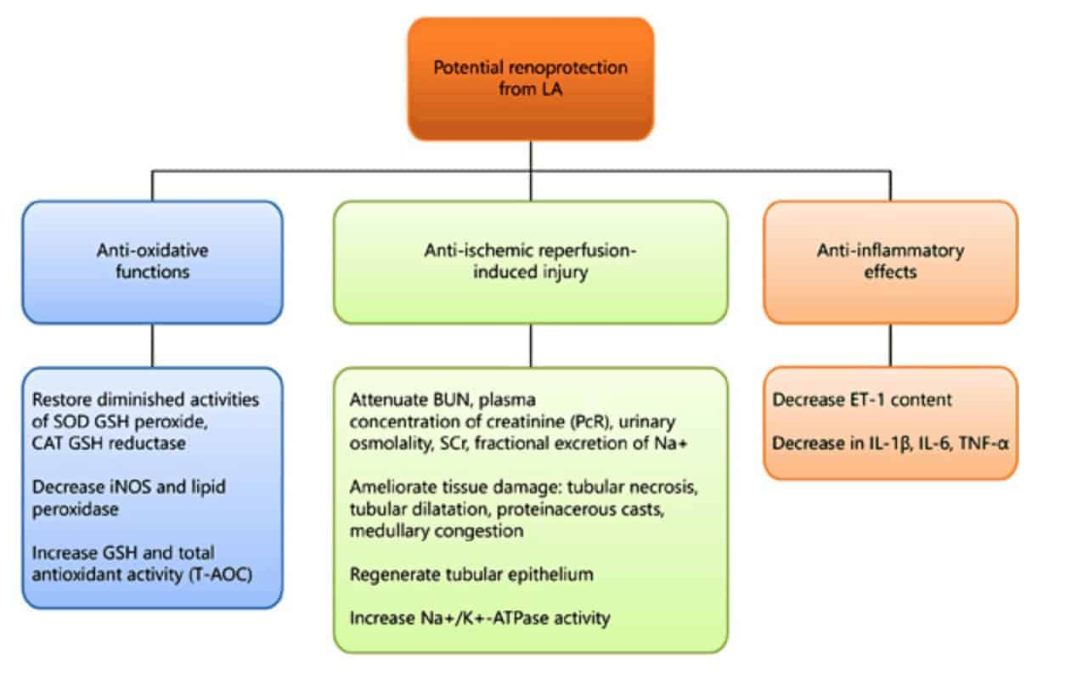 Alpha Lipoic Acid | A Star Nutrient in CKD! | Kidney Coach