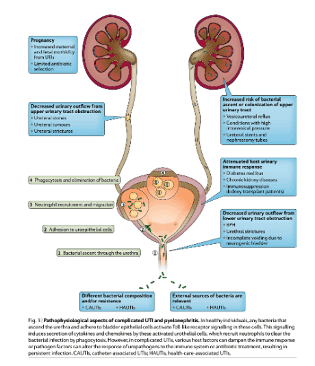 Golden Rod | a Golden Herb for Urinary Tract Infections! | Kidney Coach