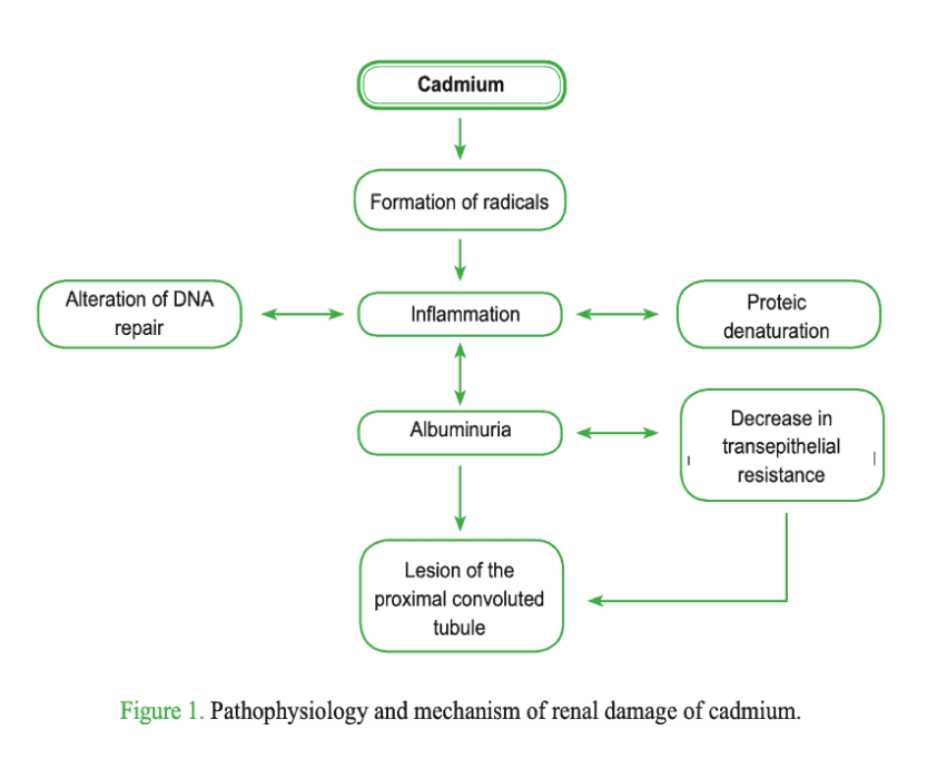 Heavy Metal Toxicity and Kidney Disease | Kidney Coach