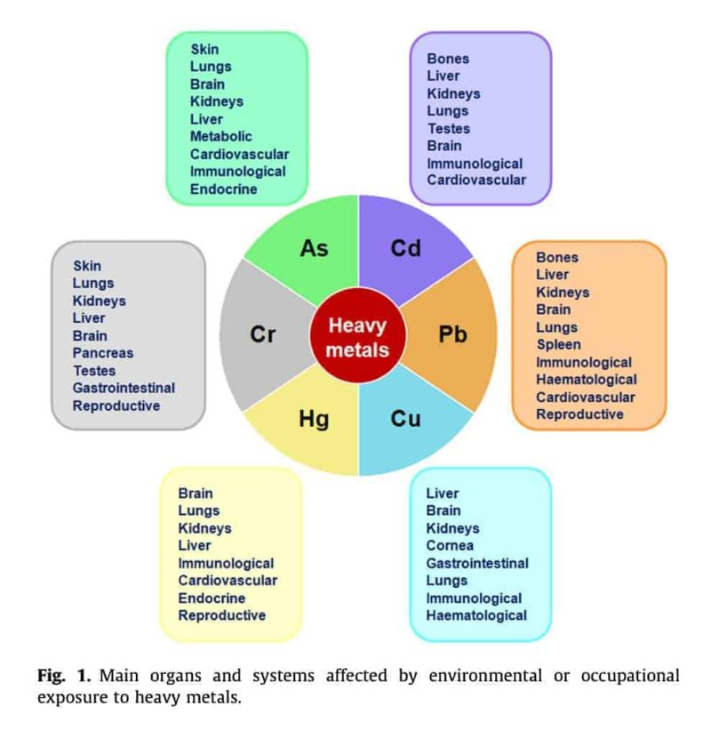 Heavy Metal Toxicity and Kidney Disease | Kidney Coach