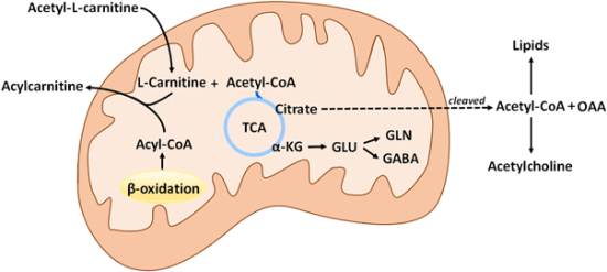 Acetyl-L-Carnitine for Heart, Diabetes & Kidney Health | Kidney Coach