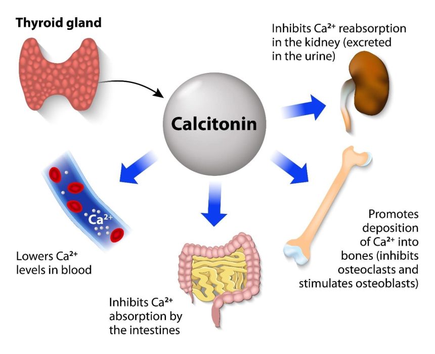 The Role of Calcium in Kidney Disease | Clinical Studies | Kidney Coach