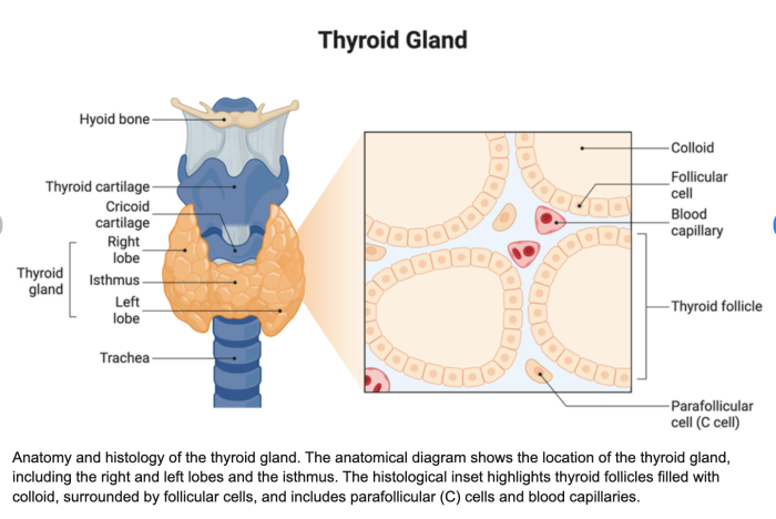 The Hidden Connection: How Your Thyroid Affects Your Kidneys | Kidney Coach